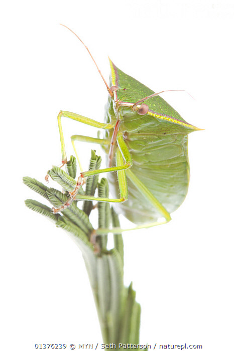 Stock photo of Shield Bug (Loxa flavicollis) on plant, Sabal Palm ...