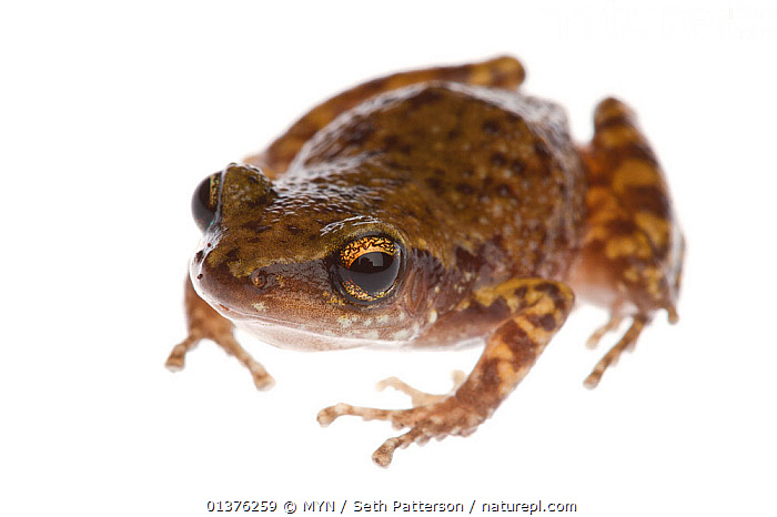 Stock photo of Rio Grande Chirping Frog (Eleutherodactylus ...