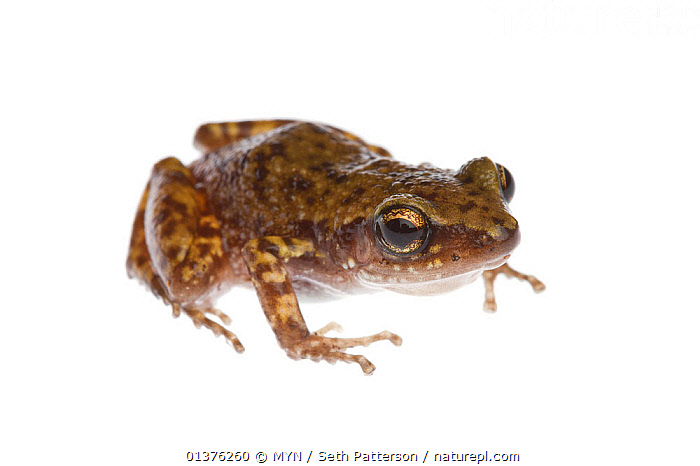 Stock photo of Rio Grande Chirping Frog (Eleutherodactylus ...