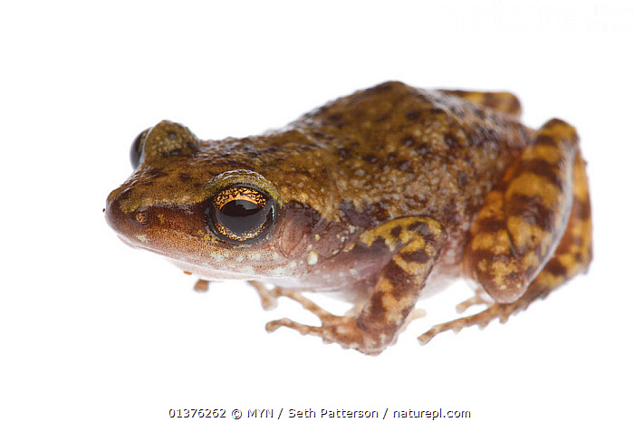 Stock photo of Rio Grande Chirping Frog (Eleutherodactylus ...