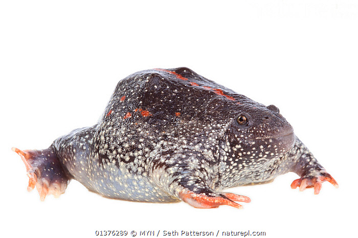 Stock photo of Mexican Burrowing Toad (Rhinophrynus dorsalis) Lower Rio ...