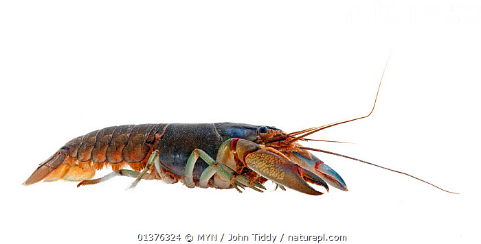 Stock photo of Common Yabby crayfish (Cherax destructor) underwater ...