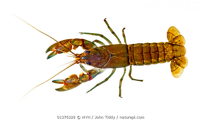 Stock photo of Common Yabby crayfish (Cherax destructor) underwater ...