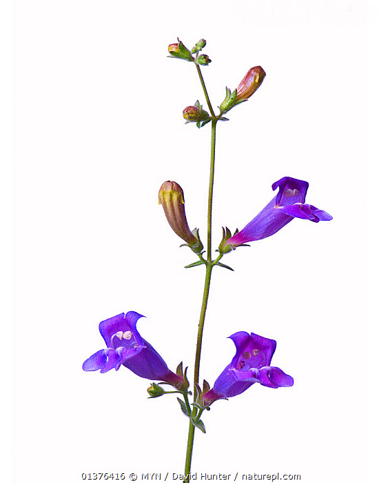 Stock photo of Foothill Penstemon (Penstemon heterophyllus) flowers ...