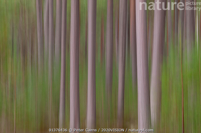 Stock photo of Abstract of Scots pine tree (Pinus sylvestris) trunks ...