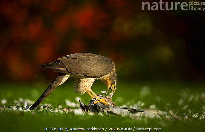 Stock photo of Adult female Sparrowhawk (Accipiter nisus) feeding on a ...