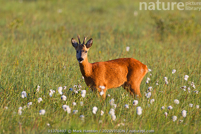 Stock photo of Male Roe deer (Capreolus capreolus) in meadow with ...