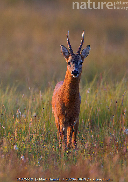 Stock photo of Portrait of a male Roe deer (Capreolus capreolus) in a ...