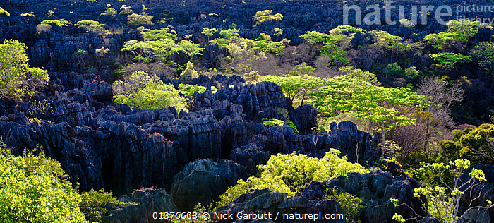 Stock photo of First light over the 'Grande Tsingy' - limestone ...