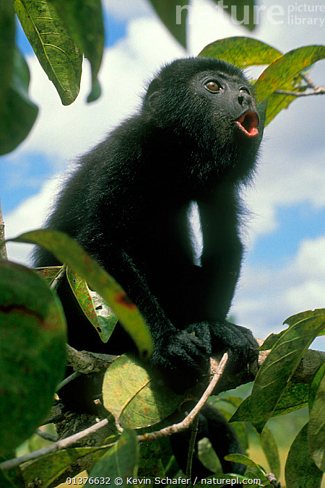 Stock photo of Guatemalan black howler monkey (Alouatta pigra) sitting ...