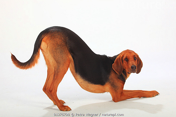 Stock photo of Ogar Polski / Polish Hound, short haired bitch, in play ...