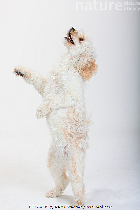 Stock photo of Mixed breed, white, long haired Cockerpoo / Cockapoo dog ...