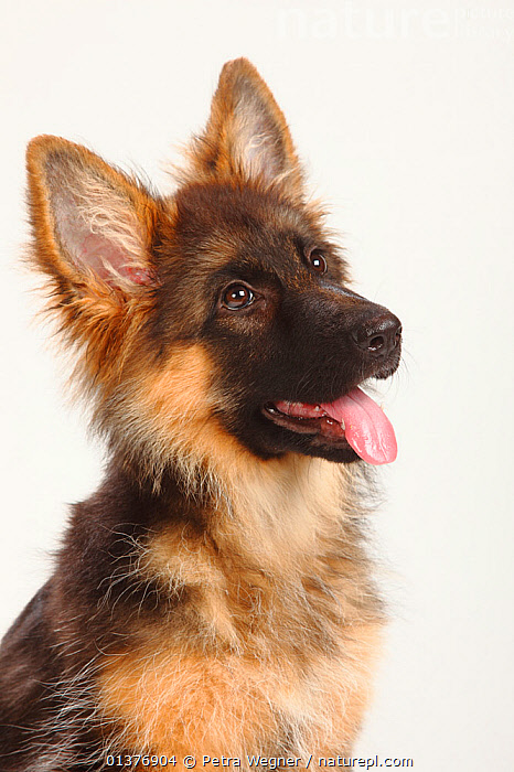 Stock photo of German Shepherd / Alsatian, puppy, 4 months, head ...