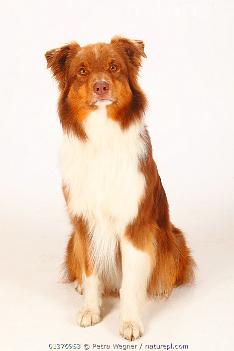 Stock photo of Australian Shepherd, red-tri, sittitng portrait ...