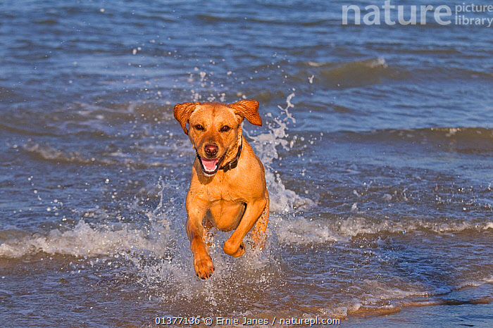 Stock photo of Yellow Labrador in action along the beach, UK. Available ...