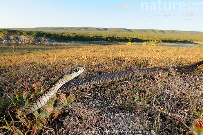 Stock photo of Boomslang (Dispholidus typus) immature male hunting on ...