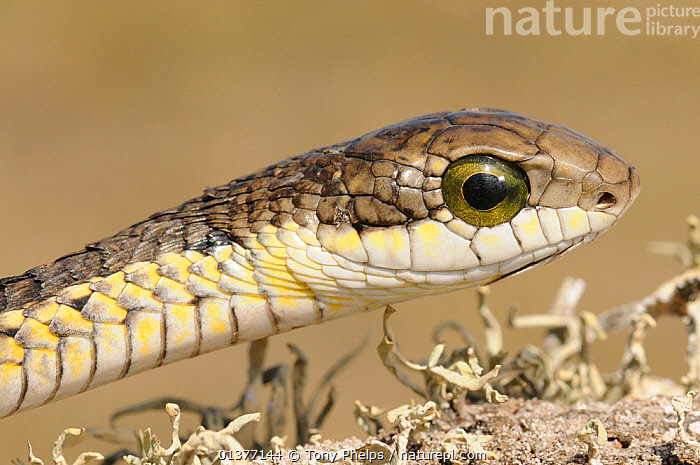 Stock photo of Boomslang (Dispholidus typus) head of immature male ...