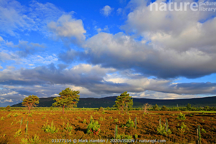 Stock photo of Scots pine saplings (Pinus sylvestris) with protective ...