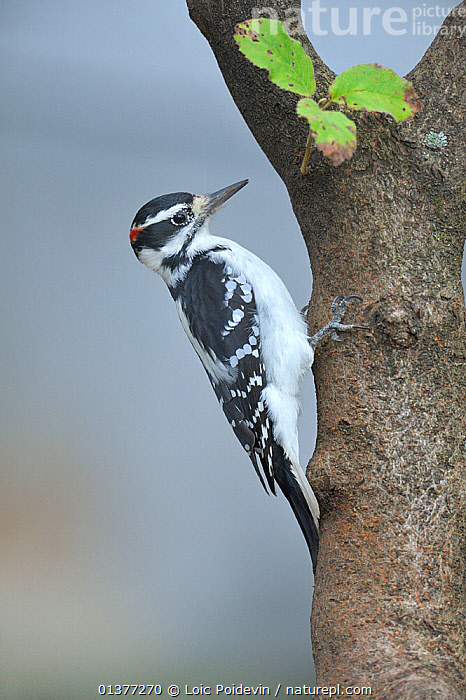 Stock photo of Hairy woodpecker (Picoides villosus) on tree trunk ...