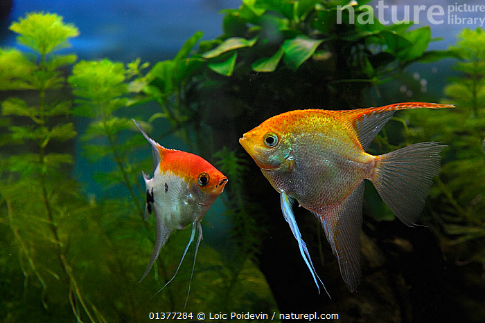 Stock photo of Two Angelfish (Pterophyllum scalare) in aquarium ...