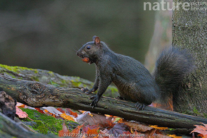 Stock photo of Grey sqirrel (Sciurus carolinensis) black morph, with ...