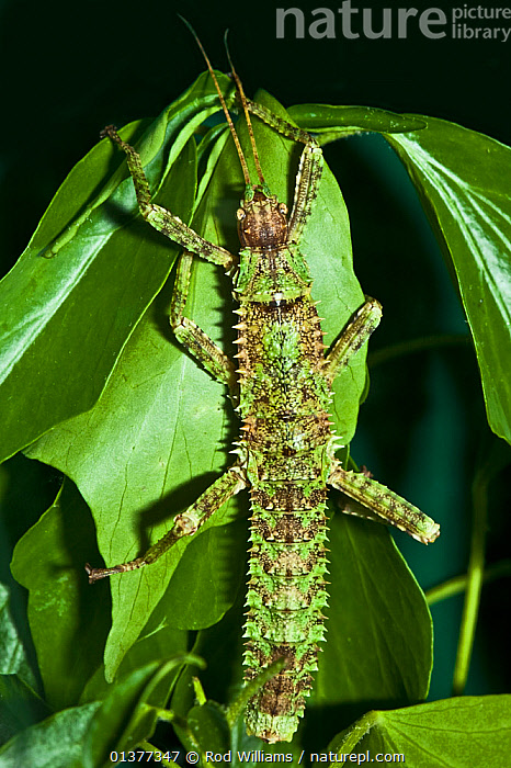 Stock photo of Giant spiny Stick Insect (Eurycantha calcarata) leaf ...