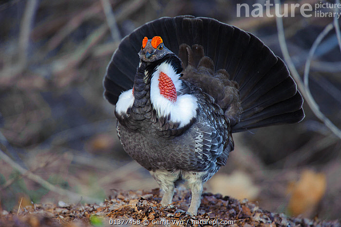 Stock photo of Dusky grouse (Dendragapus obscurus) male with fully ...