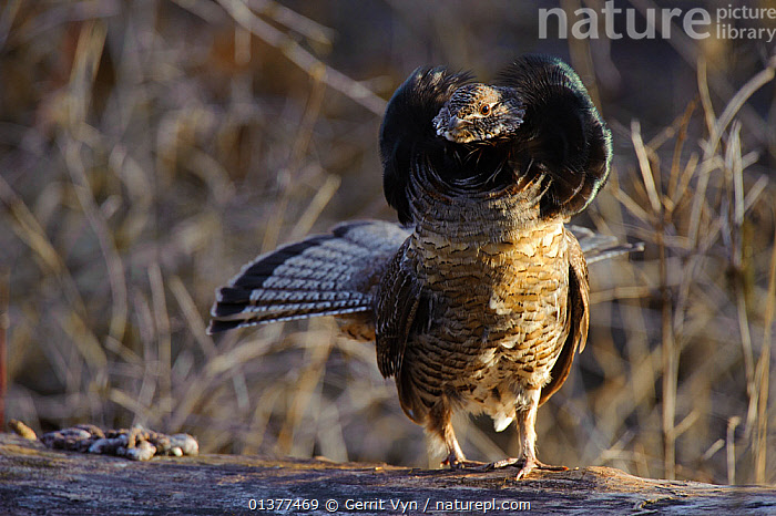 Stock photo of Ruffed grouse (Bonasa umbellus) male displaying neck ...