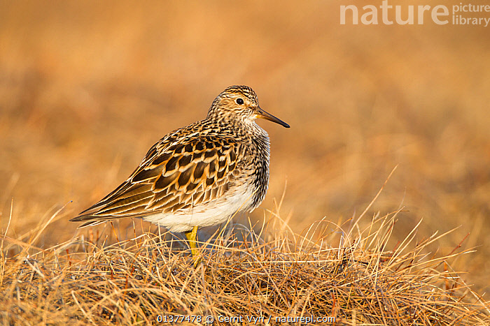 Stock photo of Pectoral sandpiper (Calidris melanotos) male displaying ...
