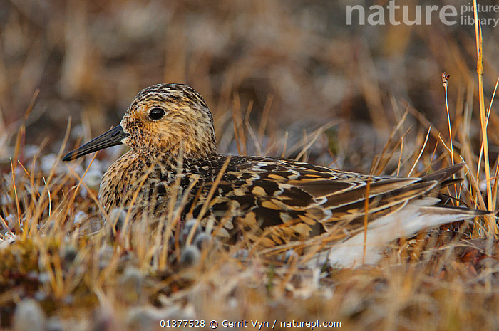 Stock photo of Sanderling (Calidris alba) in breeding (alternate ...