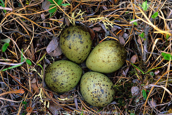 Stock photo of Bar tailed Godwit nest and eggs (limose lapponica ...