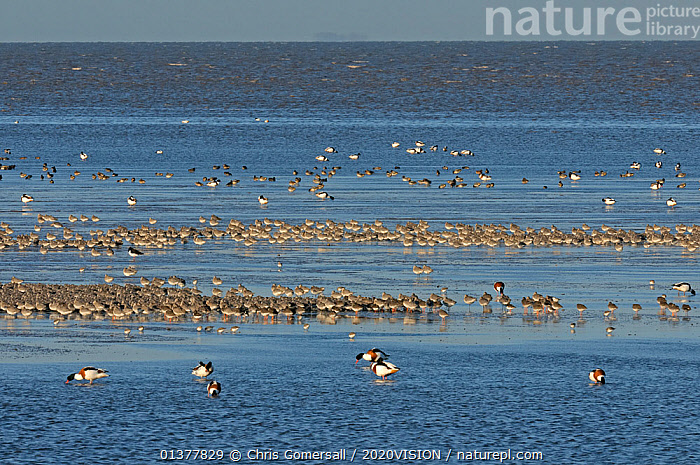 Stock photo of Large mixed flock of waders and wildfowl, including Knot ...