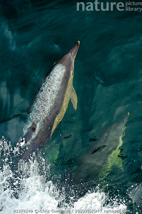 Stock photo of Common dolphins (Delphinus delphis) bow-riding, near ...