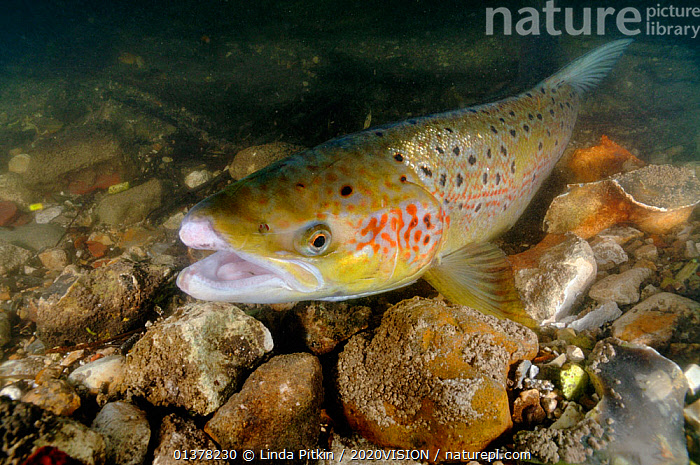 Stock photo of Female Atlantic salmon (Salmo salar) showing breeding ...