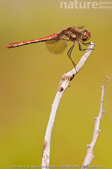 Stock photo of Male Common darter dragonfly (Sympetrum striolatum ...
