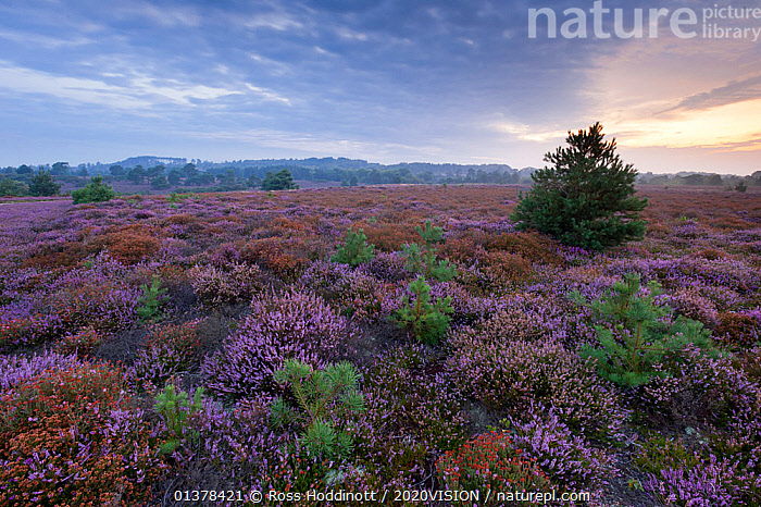 Stock photo of Heathland with mixture of Heather (Erica) species in ...