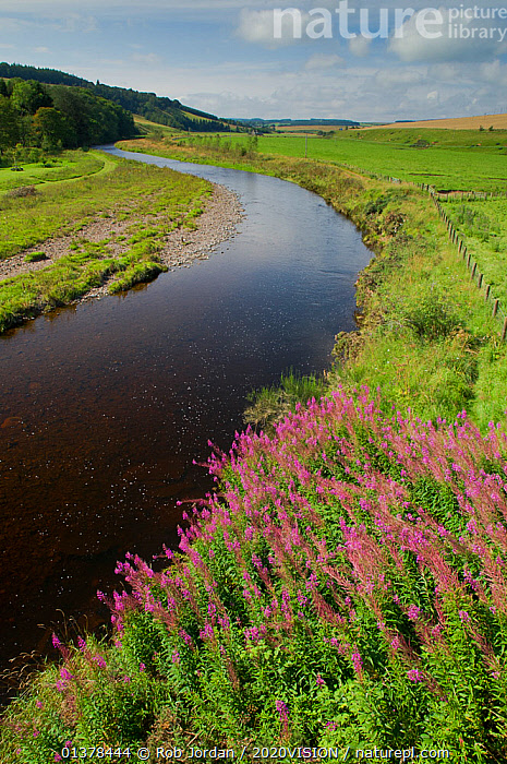 Stock photo of Landscape view of the River Whiteadder, a tributary of ...