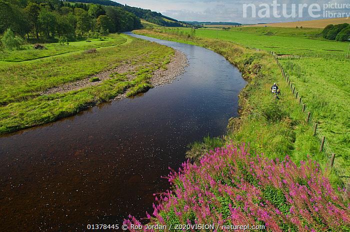 Stock photo of Landscape view of the River Whiteadder, a tributary of ...