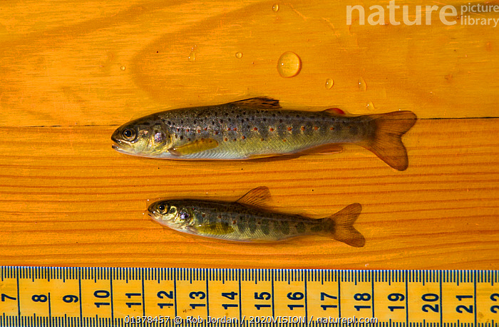 Trout Parr