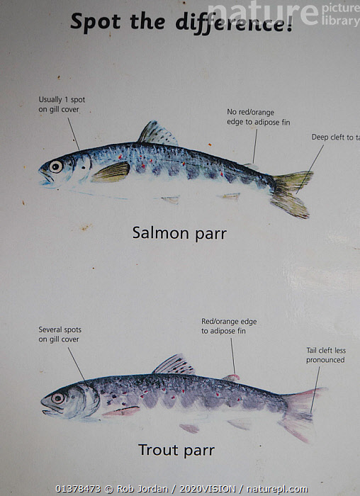 Trout Parr