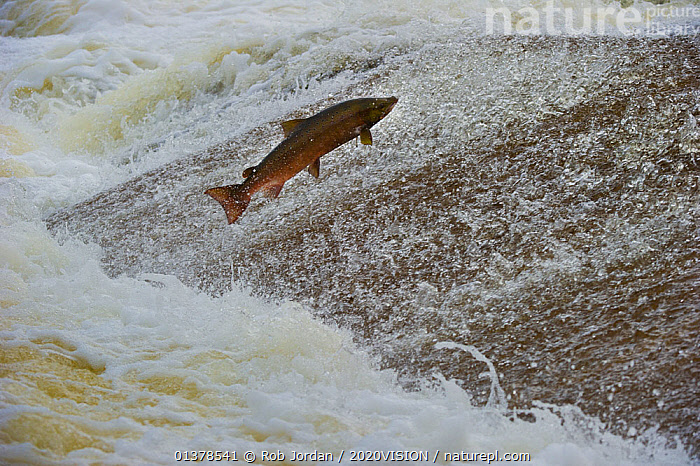 Stock photo of Atlantic salmon (Salmo salar) leaping up the cauld at ...