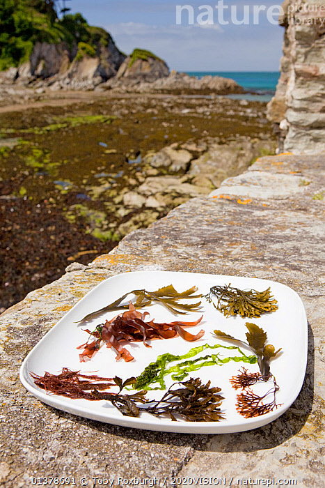 Stock photo of Collection of typical edible temperate marine algal ...