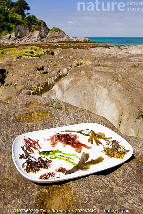 Stock photo of Collection of typical edible temperate marine algal ...