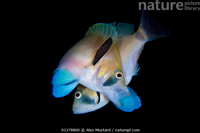 Stock photo of Butter hamlet (Hypoplectrus unicolor) pair spawning at ...