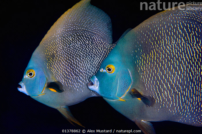 French Angelfish