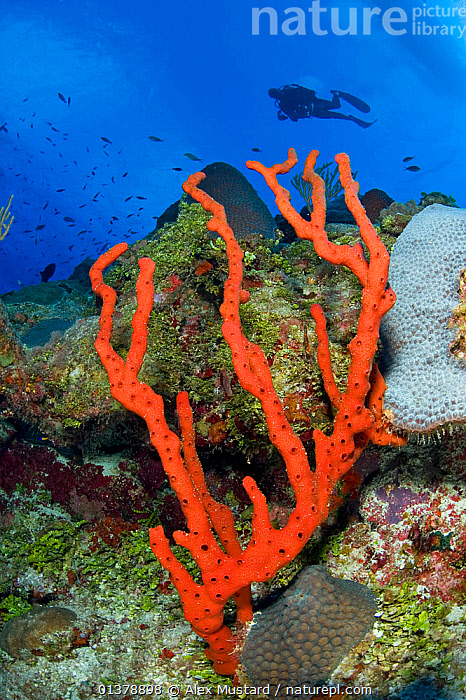 Stock photo of Red rope sponge (Amphimedon compressa) on coral reef ...