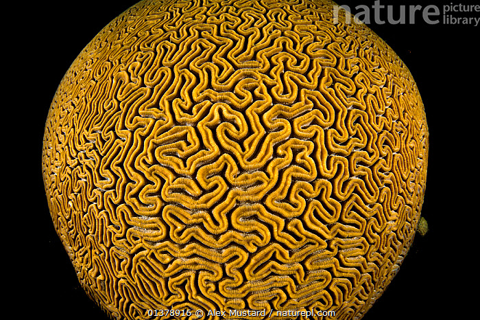 Stock photo of Grooved brain coral (Diploria labyrinthiformis) close ...