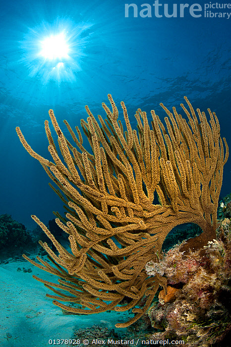 Stock photo of Black sea rod / Caribbean sea whip (Plexaura homomalla ...