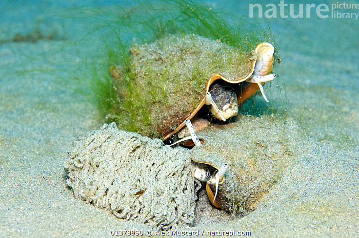 Stock photo of Florida fighting conch (Strombus alatus) pair laying a ...