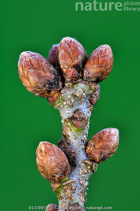 Stock photo of Pedunculate Oak (Quercus robur) twig and buds in mid ...